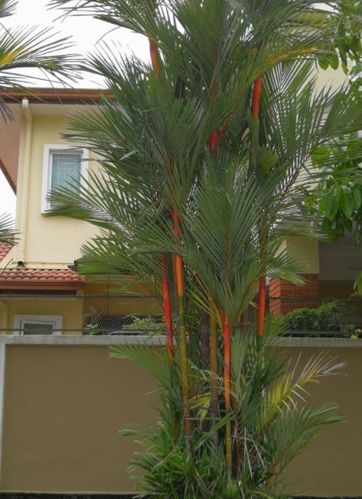 【1Metre - Many stems in ONE pot WORTH!】Pokok Pinang Rajah Lipstick Red ...