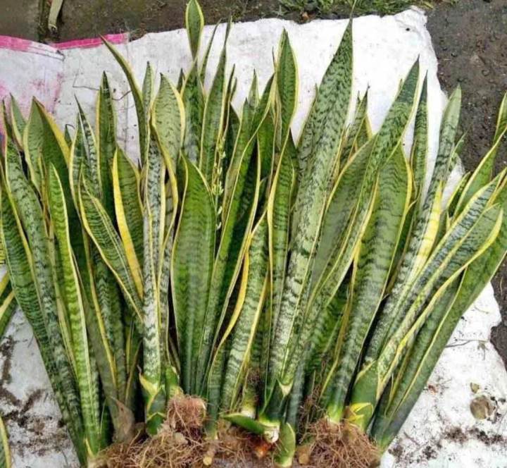Uprooted Snake Plant (2-3Leaves) (Indoor Plant and Outdoor Plant , Real ...