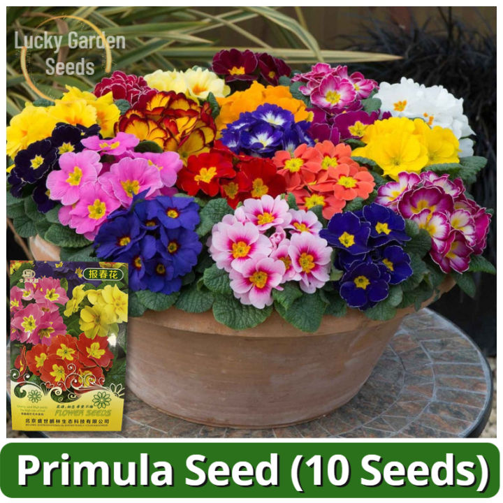 High Quality Rare Primula Seeds (10 Seeds) Benih Pokok Bunga 混色报春花种子 ...