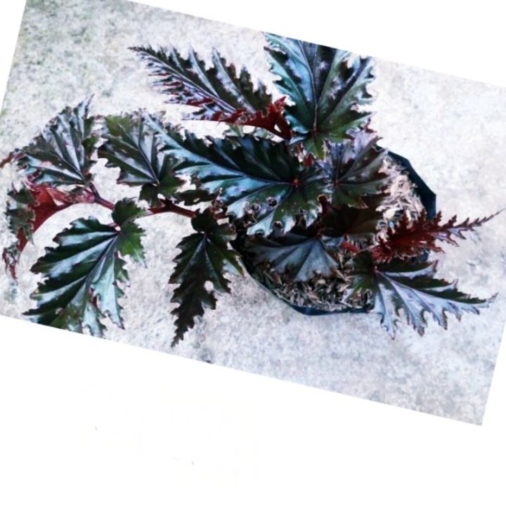 TANAMAN HIAS BEGONIA GRYPHON ( BEGONIA SPIDER ) | Lazada Indonesia