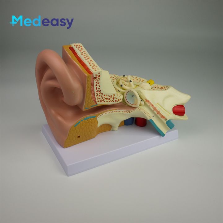Human ear anatomy model,Human ear model | Lazada PH