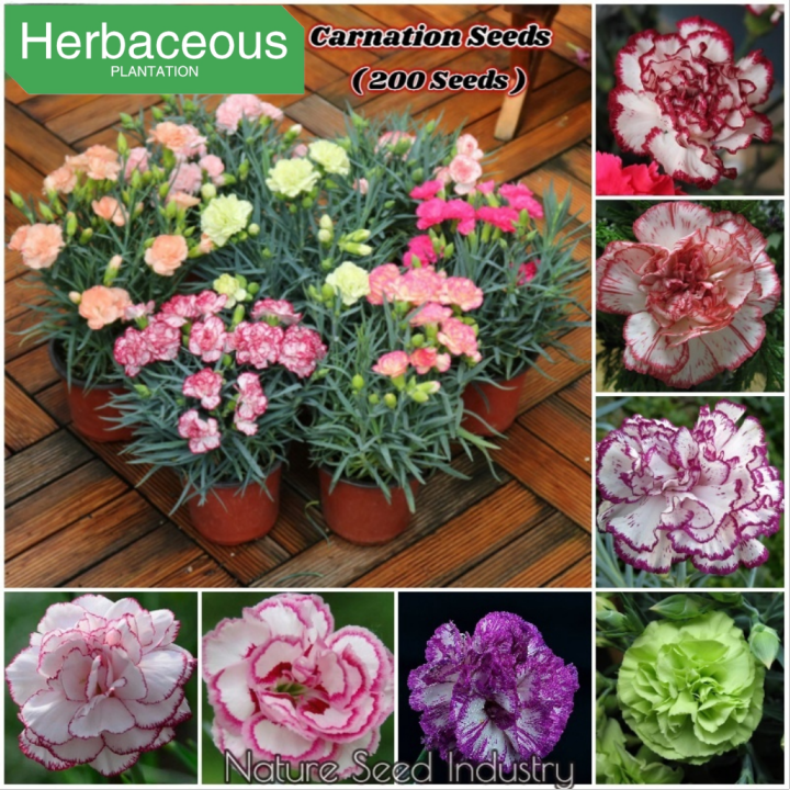 600 seeds Carnation Flower Seeds for Planting-Carnation Flower Plant ...