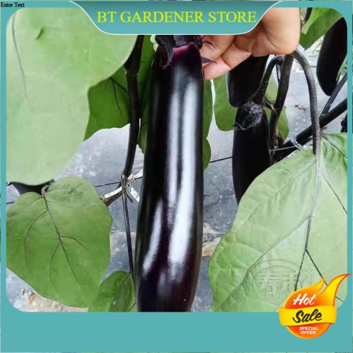 10 Pcs Black Purple long eggplant seeds Biji Benih Terung Panjang Ready ...