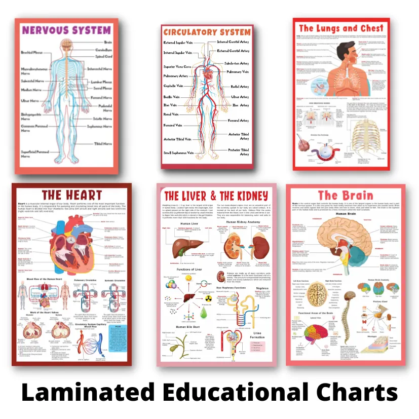 Lymphatic Drainage Human Skeleton Model For Anatomy 20 Pack Vintage S ...