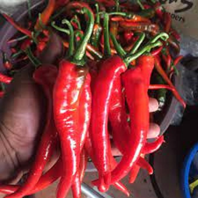Biji benih Cabai merah Besar (Boleh tanam dalam pasu) | Lazada