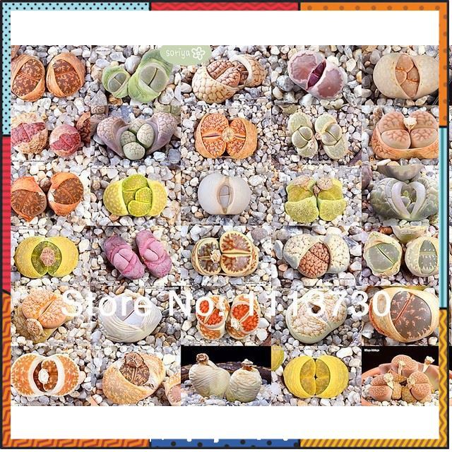 Lithops mix (10 seeds) ยอดขายดีอันดับหนึ่ง | Lazada.co.th