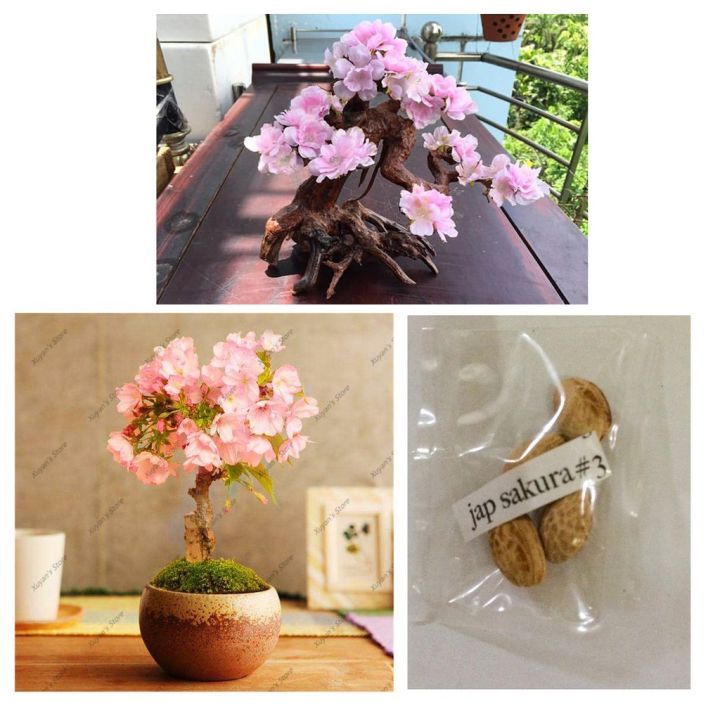 japanese sakura cherry blossom flower tree seeds | Lazada PH