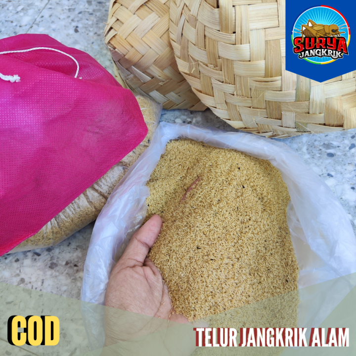 Bisa Cod !!! Telur Jangkrik Alam Dengan Daya Tetas Terbaik Jenis Alam ...
