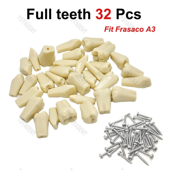 Dental Teeth Model Resin Model Fit Frasaco A3 Full Teeth 32Pcs ...