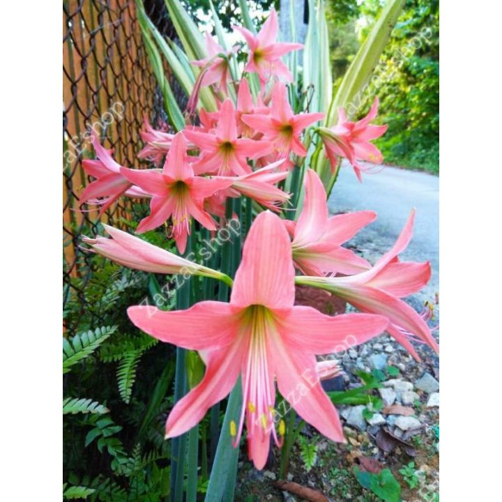 Real Plant Lily Flowers Pokok Bunga Lily | Lazada