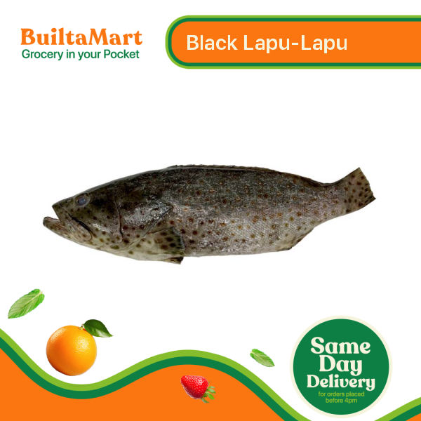Frozen Black Lapu-Lapu Cleaned (600-700g) | Lazada PH
