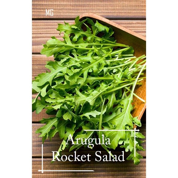 Easy Rocket Salad seeds - 500 seed Pot Friendly Benih sayur sayuran ...