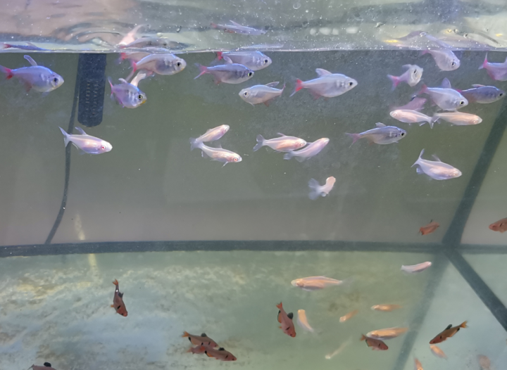 Congo Tetra Collection - Congo Tetra, Albino Congo, Yellow Congo ...
