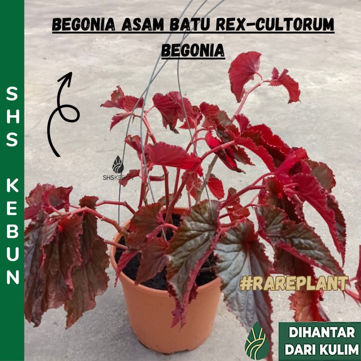 Begonia Asam Batu Rex-cultorum Begonia Collection Rare Plant SHS Kebun ...