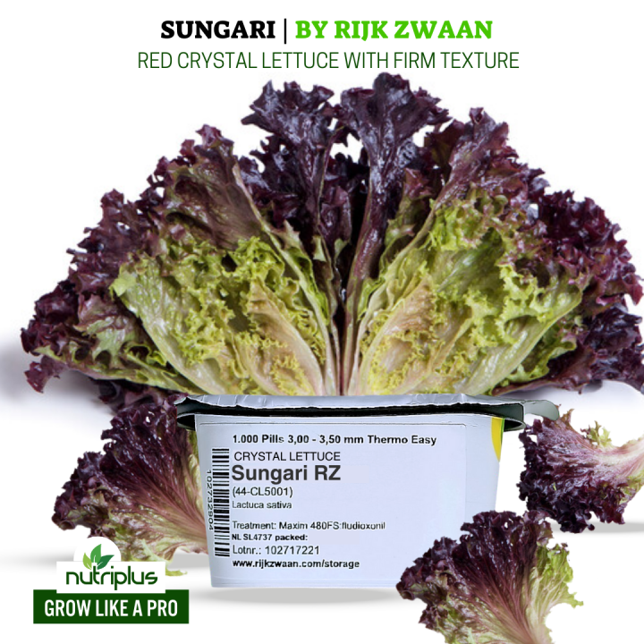 Red Crystal Lettuce | Sungari | 1000 pills By Rjik Zwaan | Lazada PH