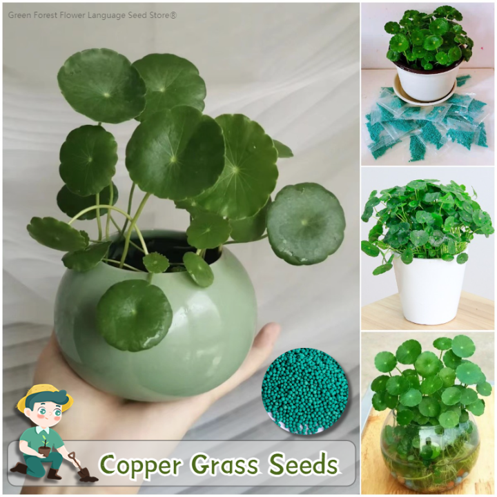 [Easy To Grow In Malaysia] Copper Grass Pilea Seeds Flower Seeds for ...