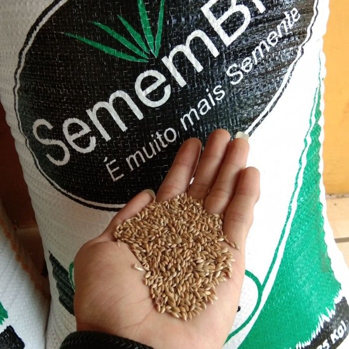 benih rumput penghijawan dan pakan ternak brachiaria humidicola -Pakan ...