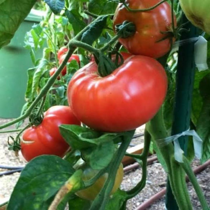 isi 30 Biji Repack- Benih Tomat Beefsteak - MONZA -Century Brand ...