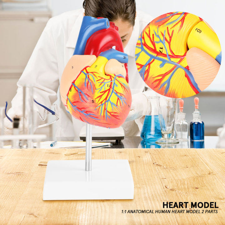 Heart Model 2 Parts Heart Model PVC Education for School Anatomical ...