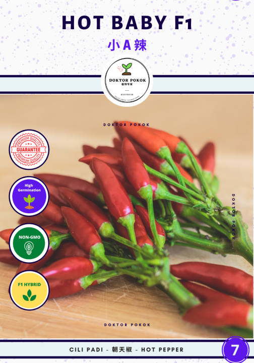 **Premium Quality** Benih Cili Bara Cili Padi Cili Api / Hot Pepper ...