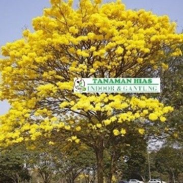Tanaman Hias Bunga Hidup Asli Outdoor Tabebuya Bunga Kuning Bibit ...