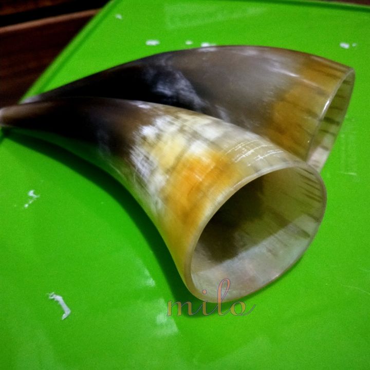 Kop Bekam tanduk sapi Jawa asli satuan Mengobati Berbagai Macam ...