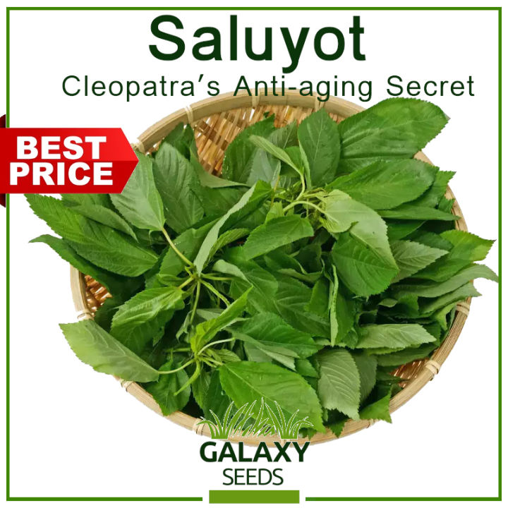 "GalaxySeeds" Value Pack - Saluyot Seeds for Planting Vegetable Plants ...