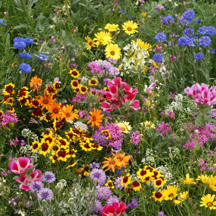 McKenzie Wildflower Mix Seeds - Wild Flower Seeds Mix - Wildflower Mix ...