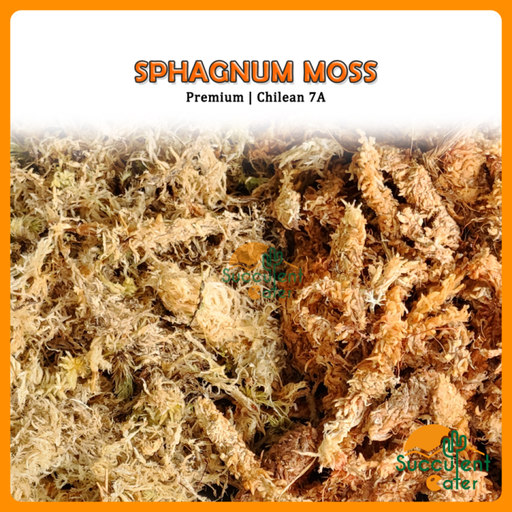 Chilean Sphagnum moss 7A Premium 智利水苔 | Lazada