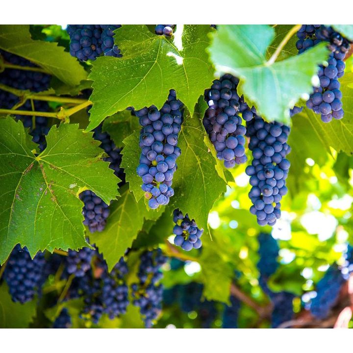 Grape Fruit Seeds Exotic Perennial Garden Plant | Lazada PH
