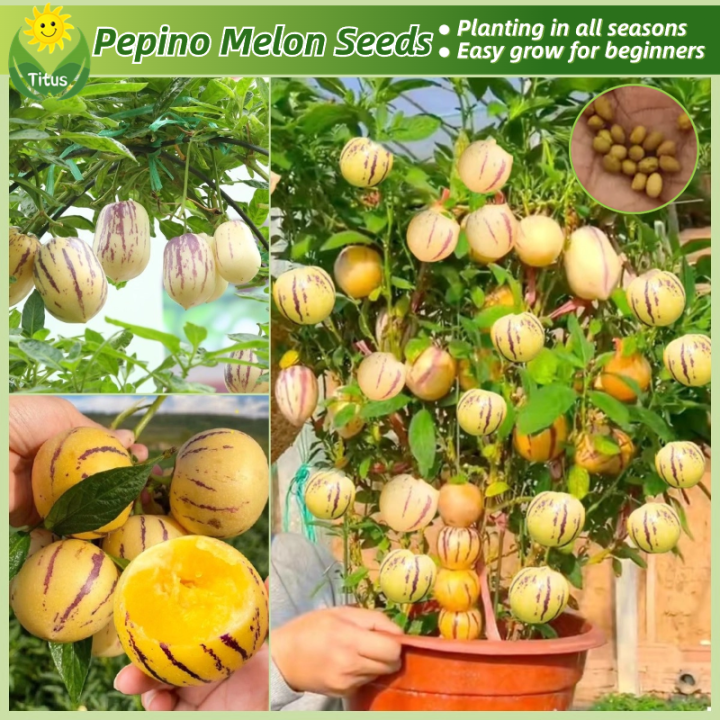 [Easy to grow in the philippines] Fresh Pepino Melon Seeds Ginseng ...