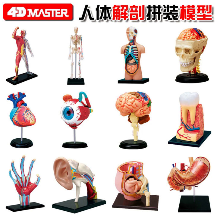 4D Master Assemble Blocks Human Body Skeleton Anatomy Skull Brain Heart ...