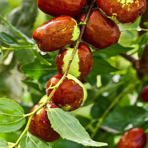 Termurah - 2 Bibit Benih Buah Kurma Merah | Lazada Indonesia