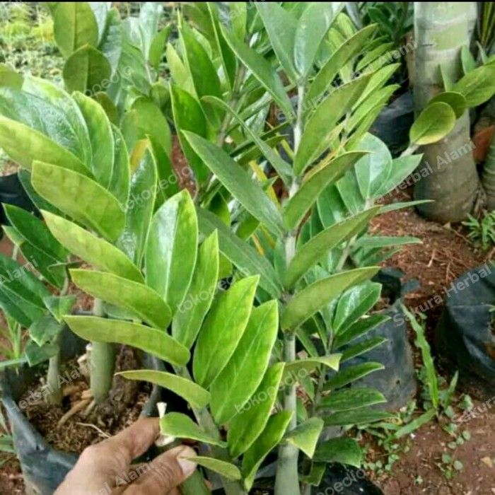 Tanaman zamia hijau dolar zamia | Lazada Indonesia