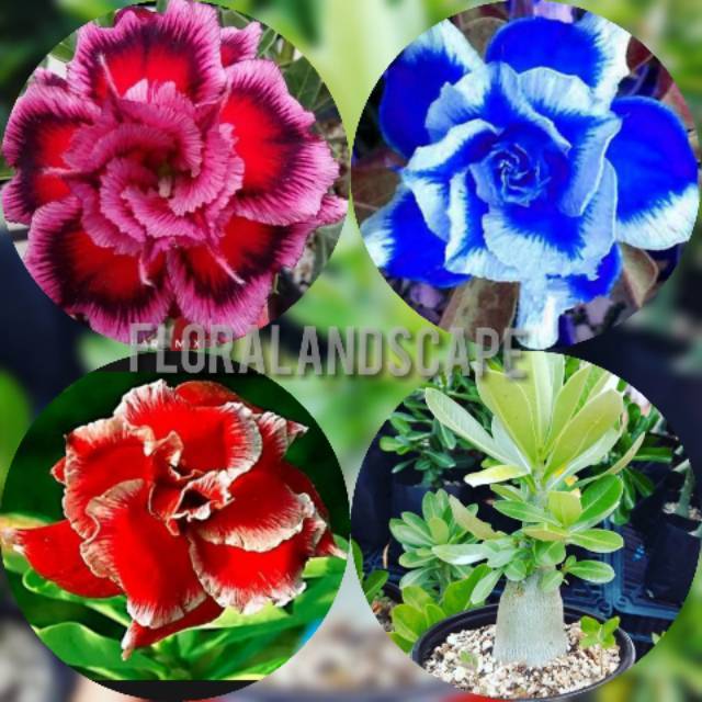 Paket 3 adenium - bunga adenium - bibit adenium - kamboja jepang ...