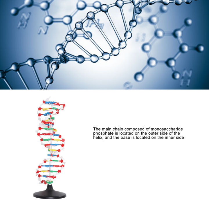 DNA Double Helix Model Easy To Use DNA Structure Model for School | Lazada