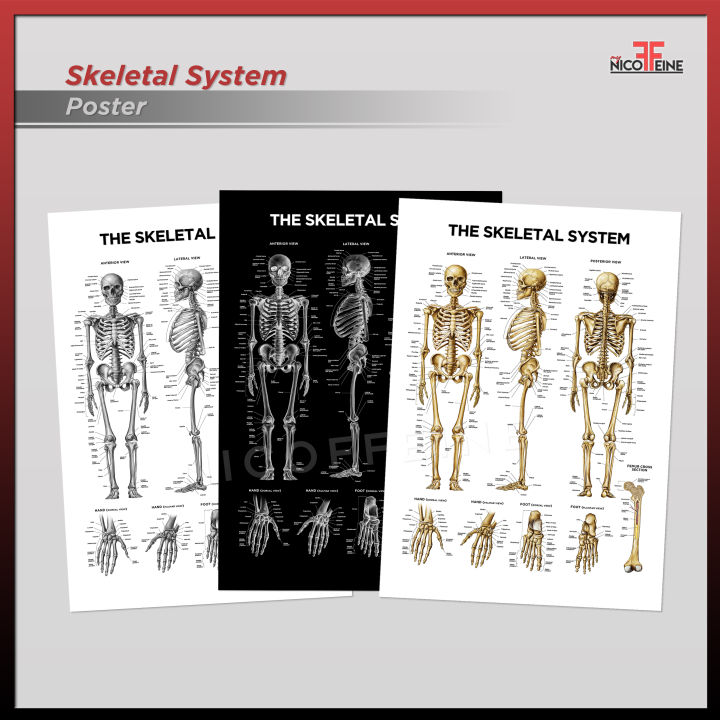[Poster Only] Human Skeletal System Diagram Skeleton Anatomy Physiology ...