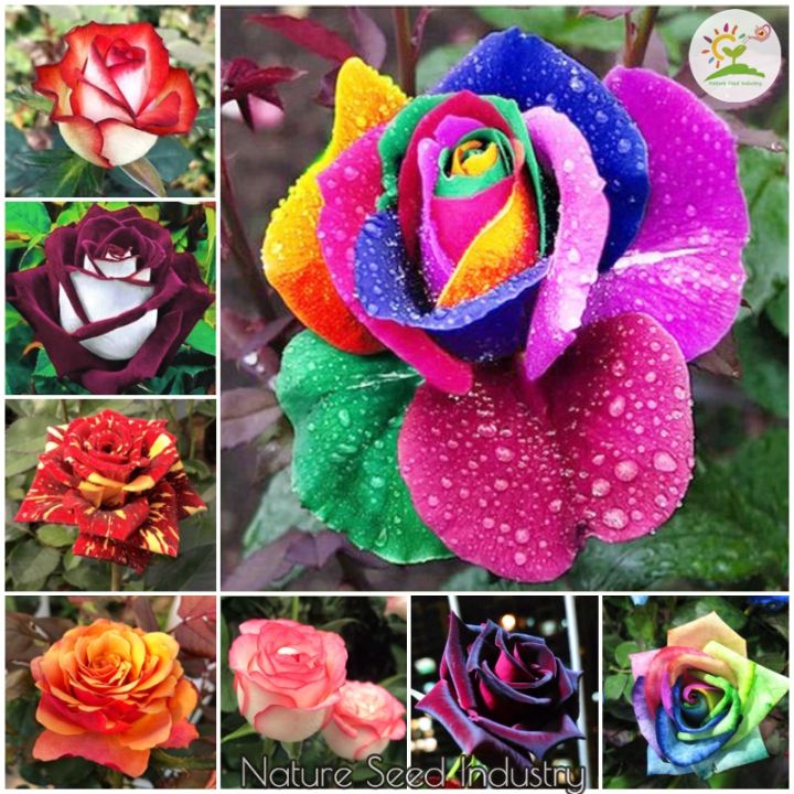 100 seeds/pack Rainbow Rose Seeds for Planting-Malaysia Flower Seeds ...