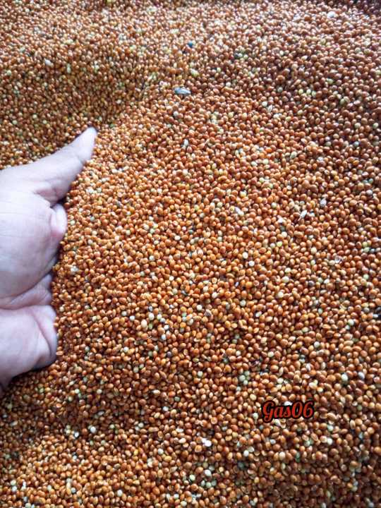 (500 GRAM) MILLET MERAH / RED MILLET | Lazada Indonesia