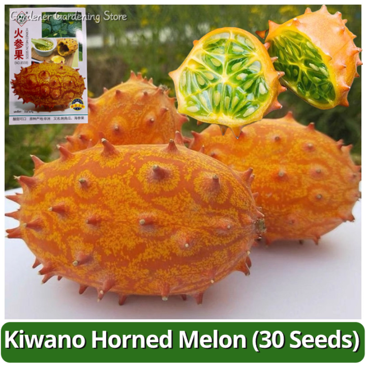 High Yield Kiwano Melon Seed Fire Ginseng Fruit Seeds for Planting (30 ...