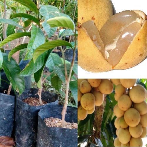MDC- Anak Pokok Dokong (Kahwin)/ Dokong Plant Sapling | Lazada