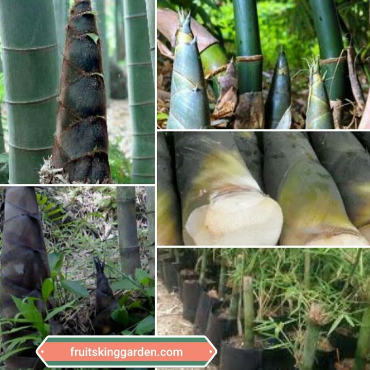 ANAK POKOK BULUH REBUNG MADU HYBRID TAIWAN Buah Buahan Fruits Live ...