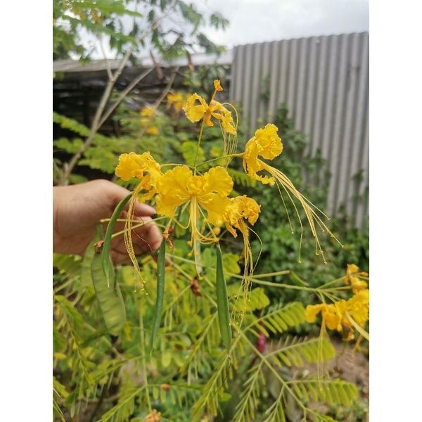 Tanaman bunga kembang merak kuning / Caesalpinia pulcherrima yellow ...