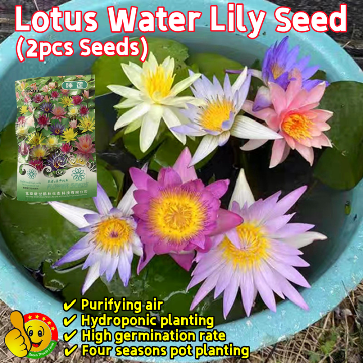 100% Original Lotus Water Lily Seed for Sale (Fresh 2pcs Seeds) 碗莲 睡莲种子 ...