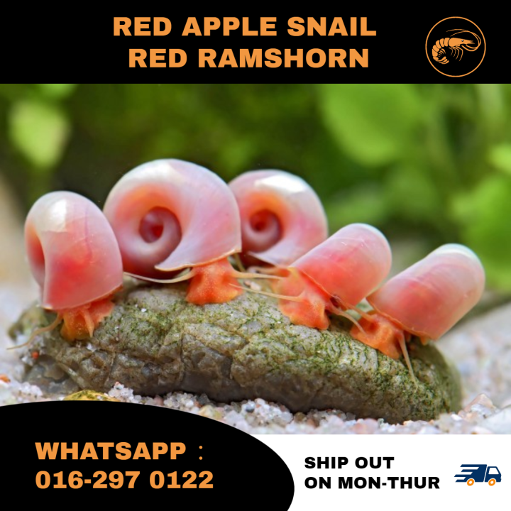 🐌10 FREE 3【NEXT DAY ARRIVAL】🐌Red Apple Snail Red Ramshorn🐌红苹果螺鱼缸清洁宠物螺 ...