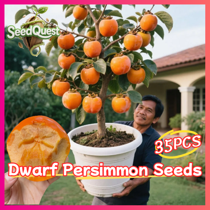 100%Original 35pcs Fresh Persimmon Fruit Seeds Sweet Persimmon Seeds ...