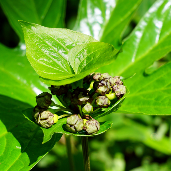เมล็ด Tacca Palmata หายาก (10 แพ็ค) - ดอกไม้ค้างคาวสีดำแปลกใหม่ / เหมาะ ...