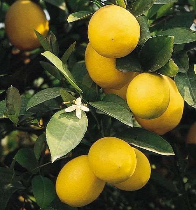 NO COD Anak Pokok Limau Improved Meyer Lemon | Lazada