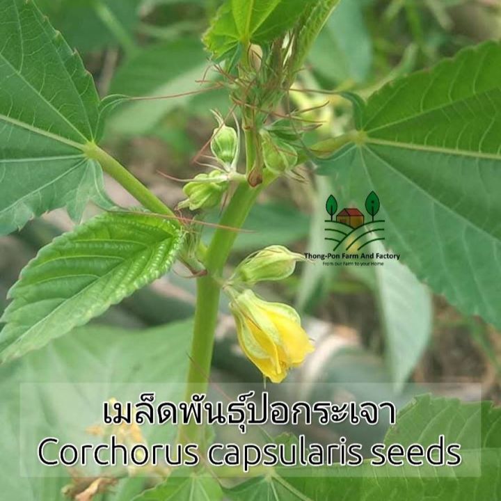 ปอกระเจา Corchorus capsularis seeds เมล็ดพันธุ์ปอกระเจา บรรจุ 100 เมล็ด ...