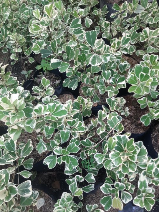 Varigated Ficus Triangularis Live Plant | Lazada PH